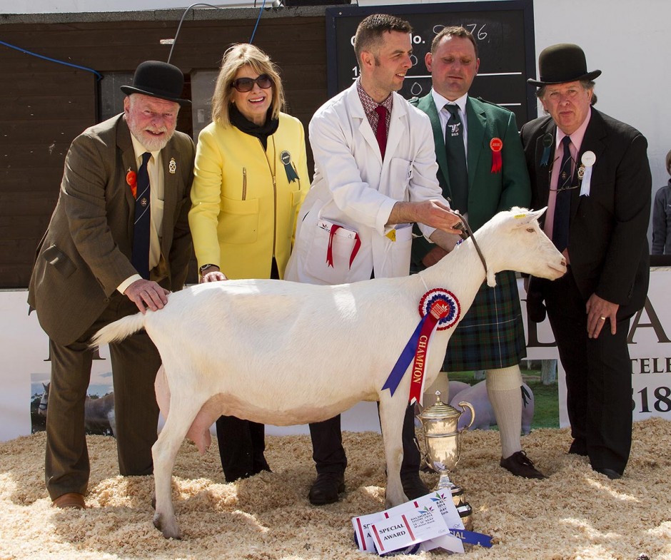 Champion - British Goat Society
