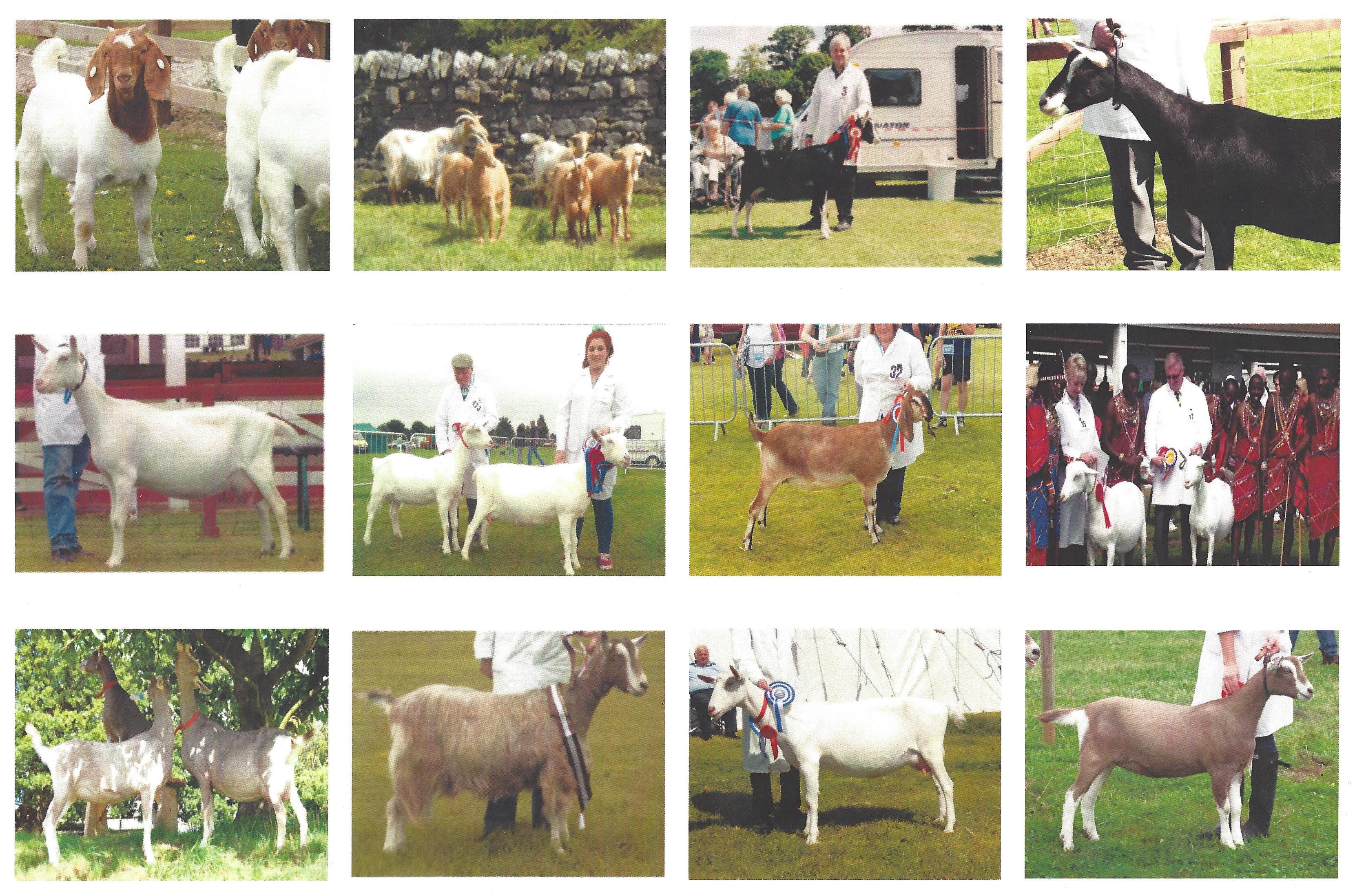 scan0001 - British Goat Society