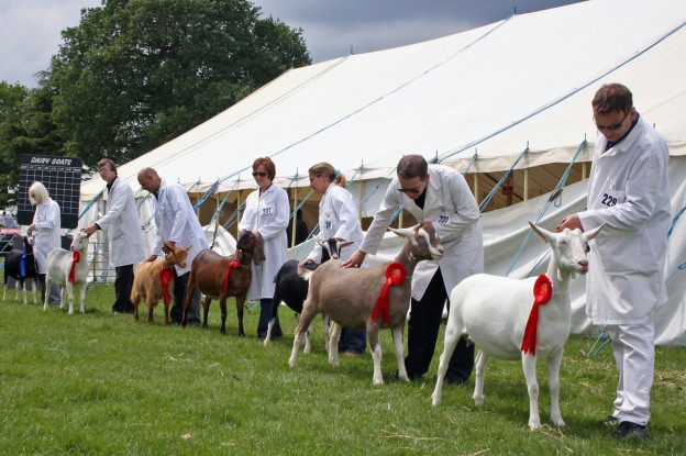Shows - British Goat Society