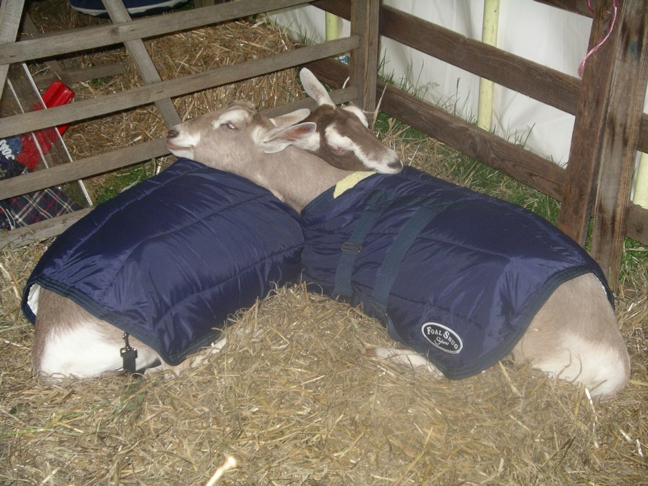 Shows - British Goat Society