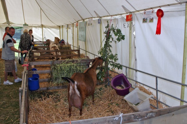 Shows - British Goat Society