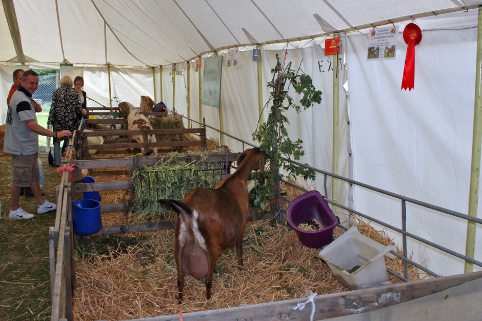 Shows - British Goat Society