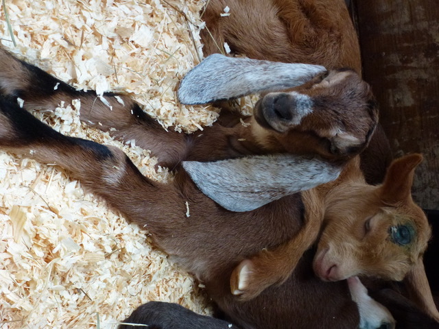 View Goats - British Goat Society