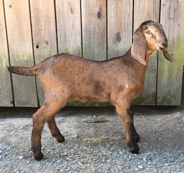 View Goats - British Goat Society