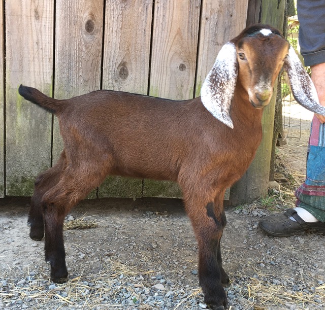 View Goats - British Goat Society