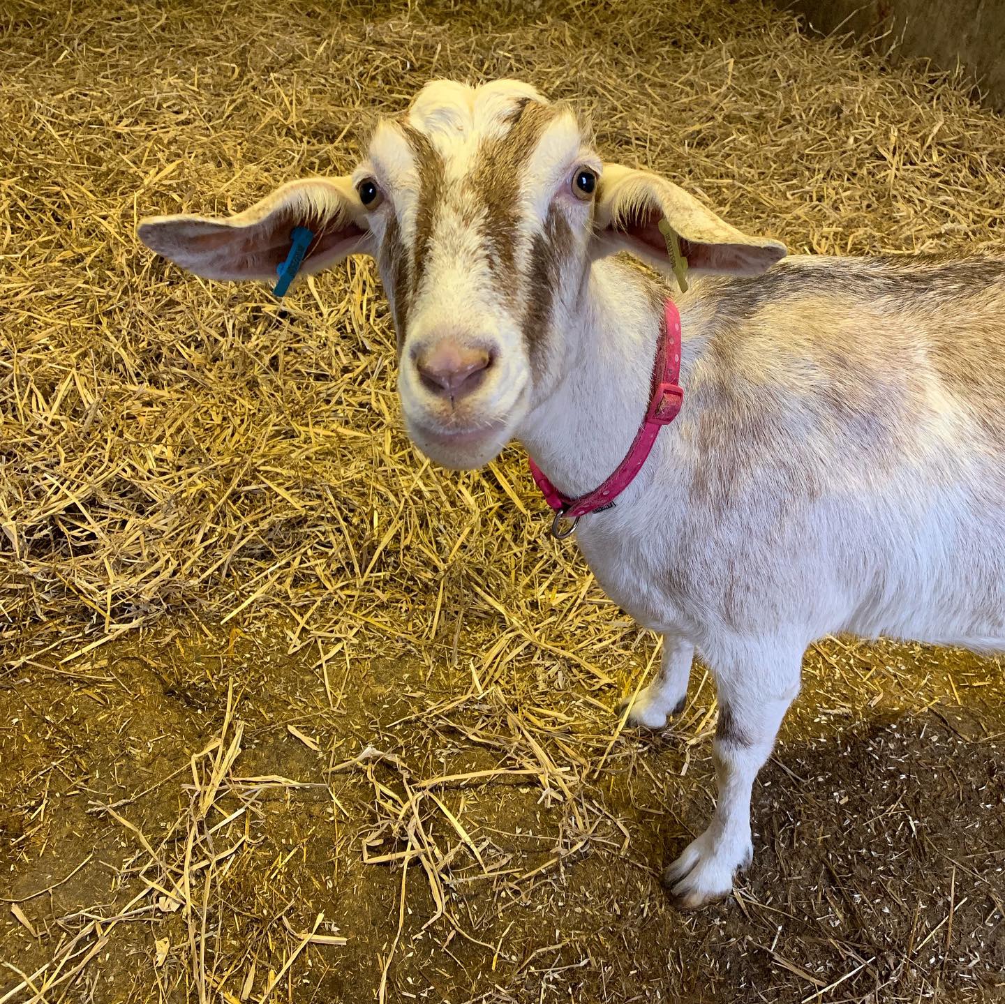 View Goats - British Goat Society