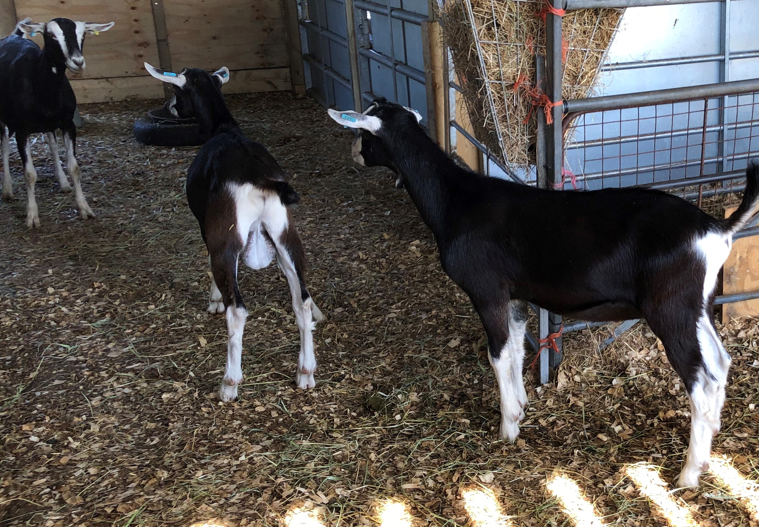 View Goats - British Goat Society