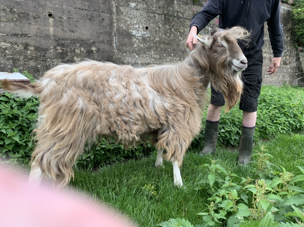 View Goats - British Goat Society