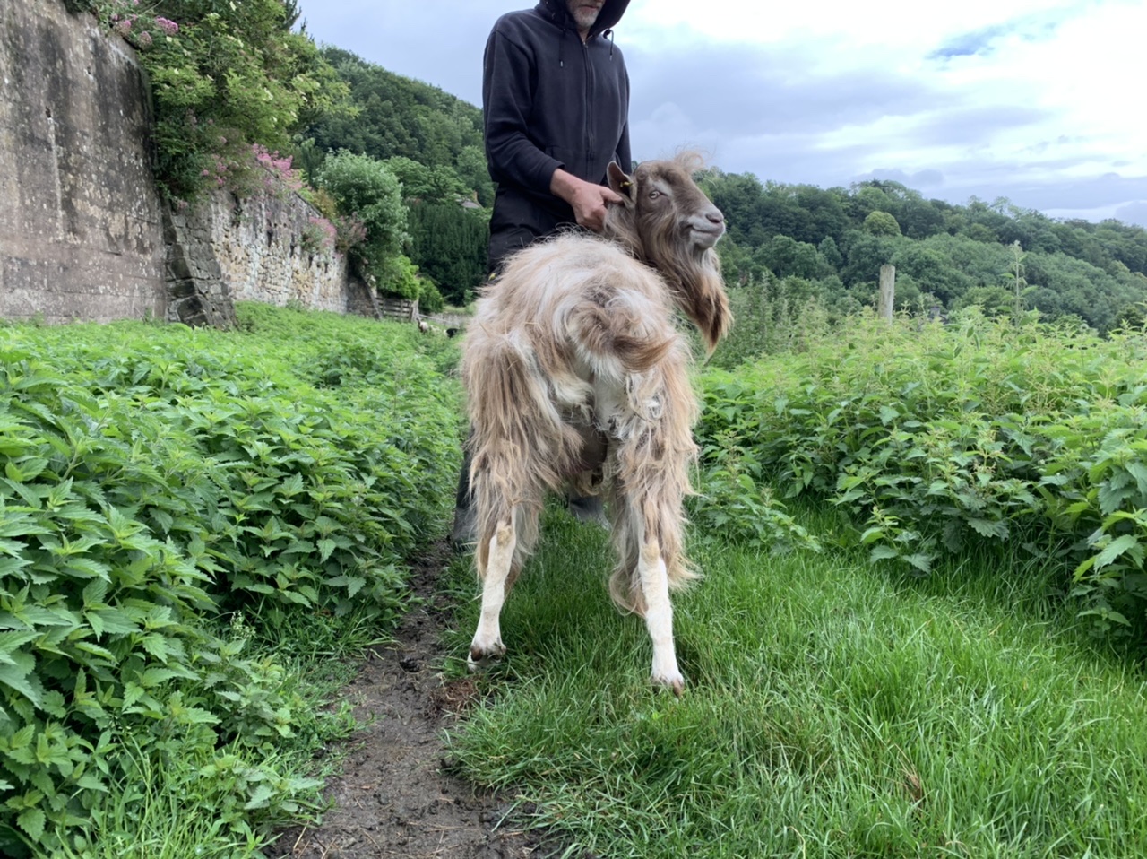 View Goats - British Goat Society