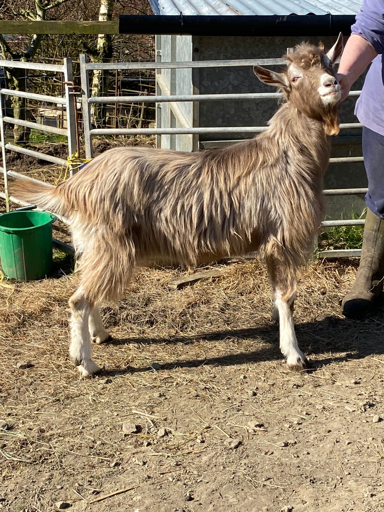 View Goats - British Goat Society