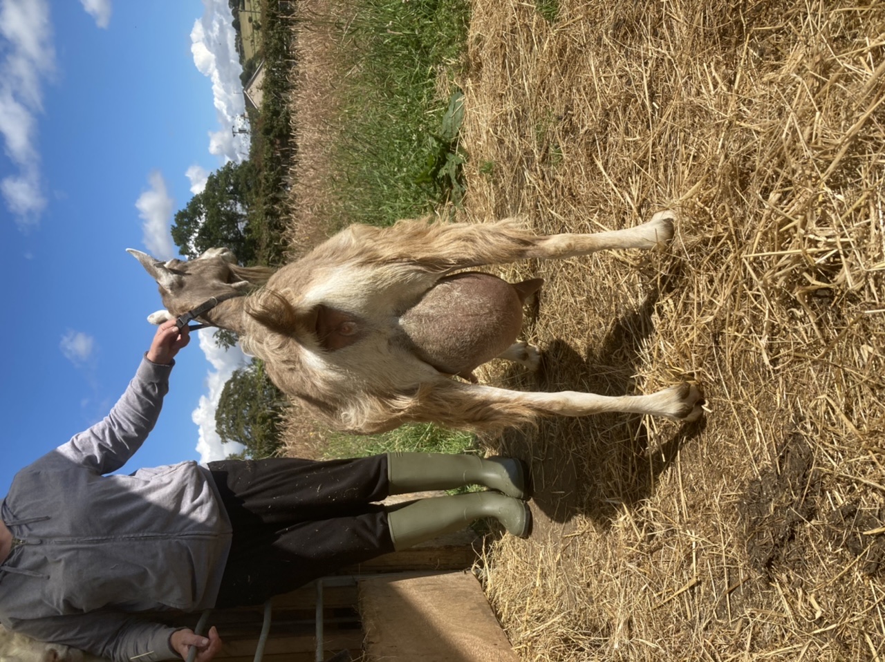 View Goats - British Goat Society