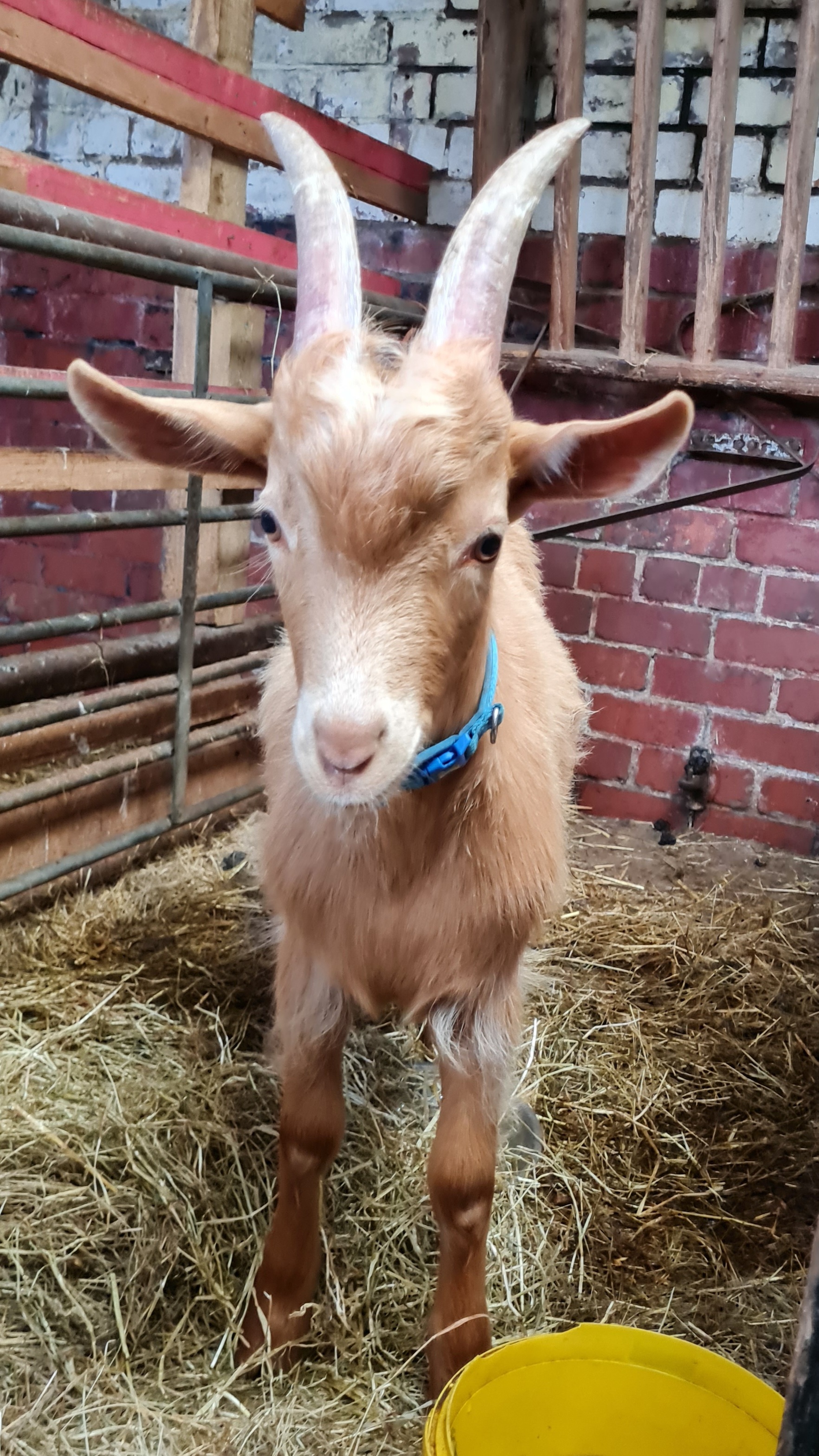 View Goats - British Goat Society