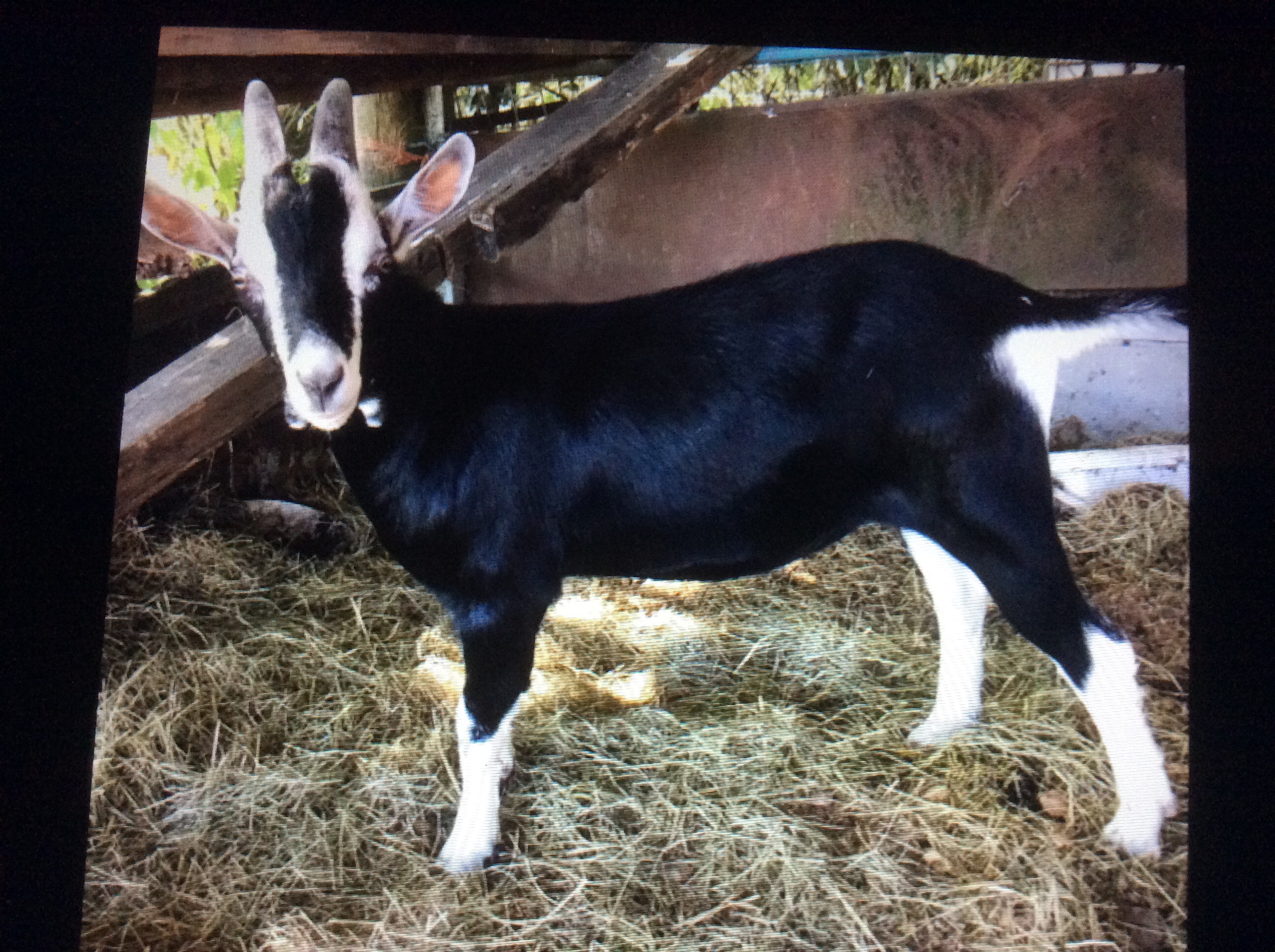 View Goats - British Goat Society