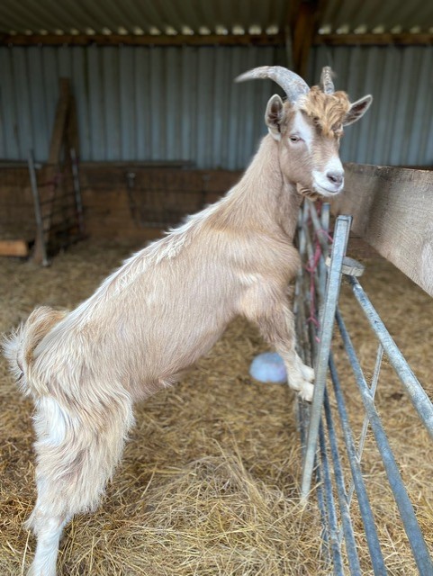 View Goats - British Goat Society