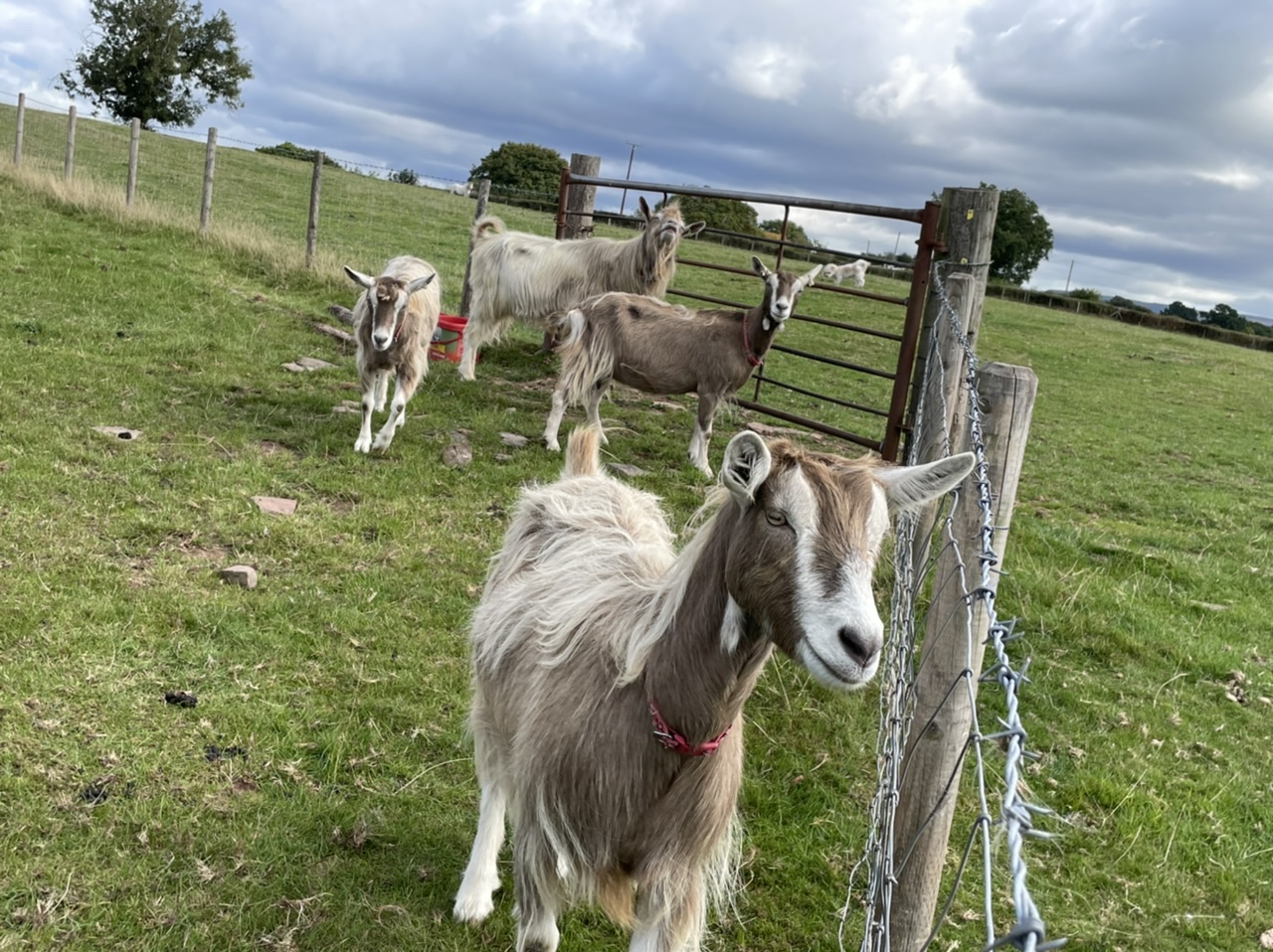 View Goats - British Goat Society