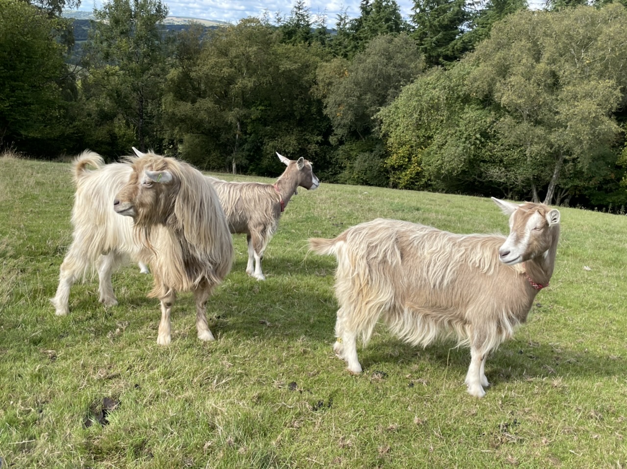 View Goats - British Goat Society