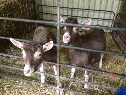 View Goats - British Goat Society