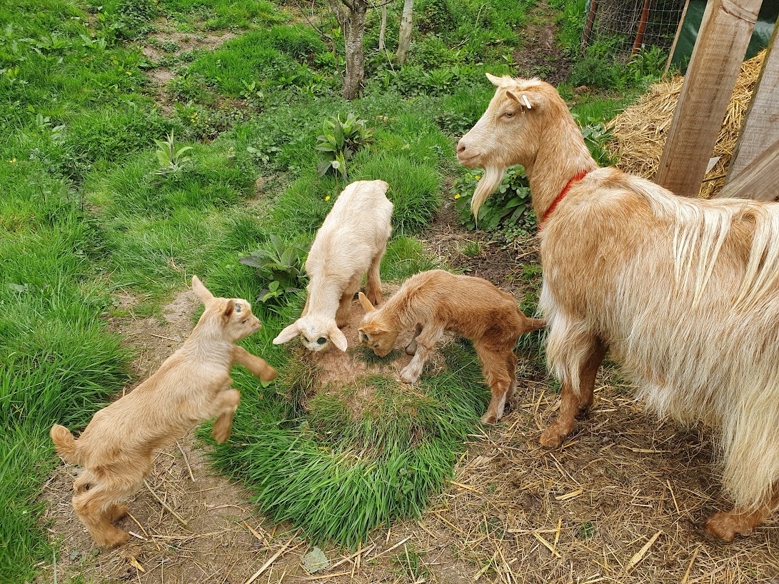 View Goats - British Goat Society