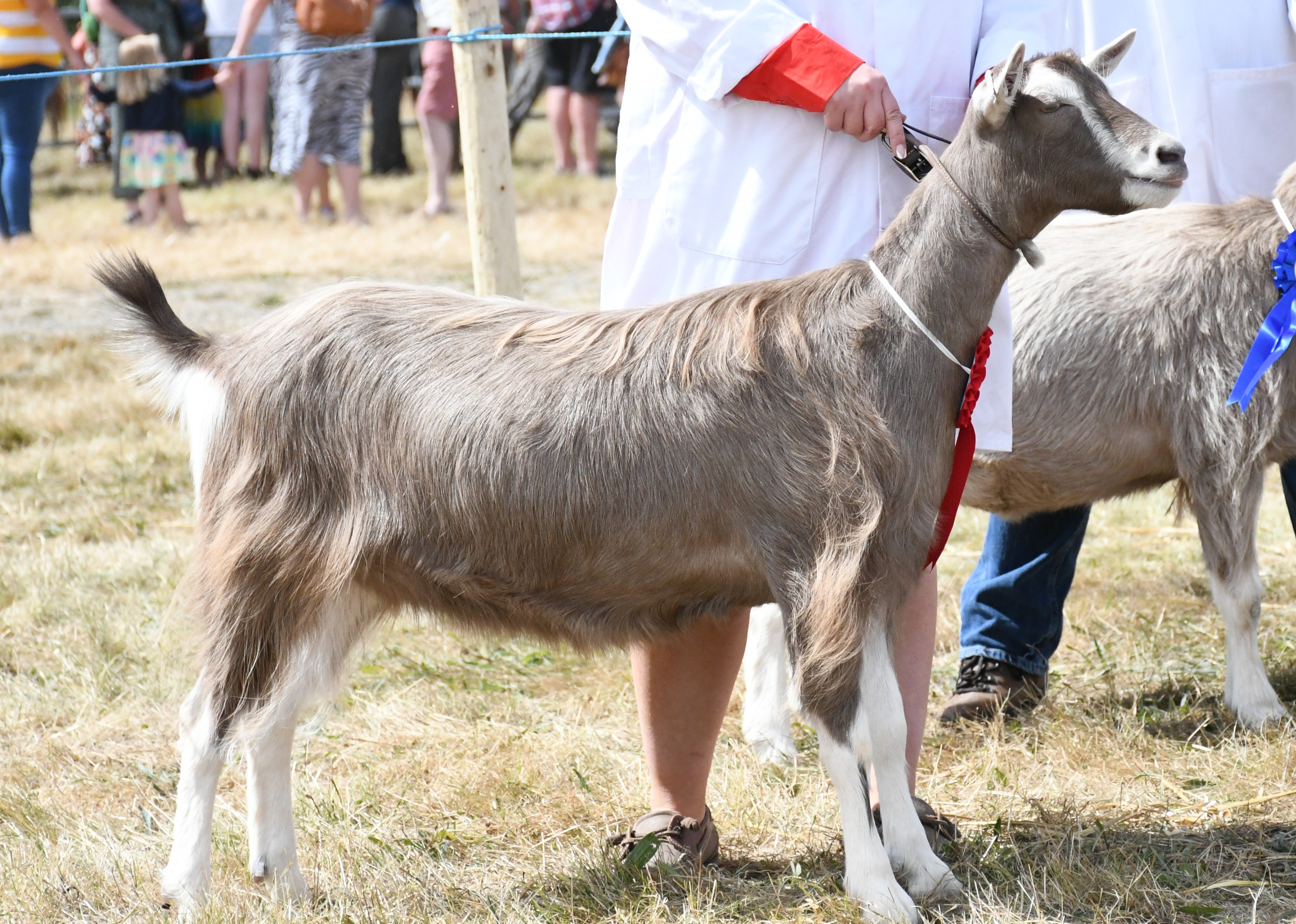 View Goats - British Goat Society