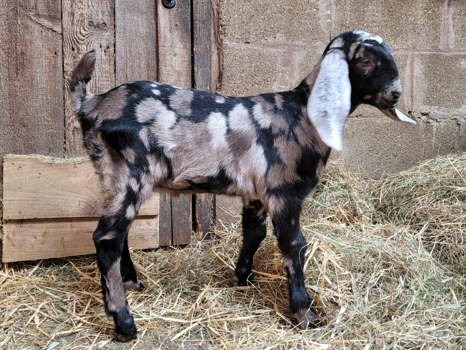 View Goats - British Goat Society