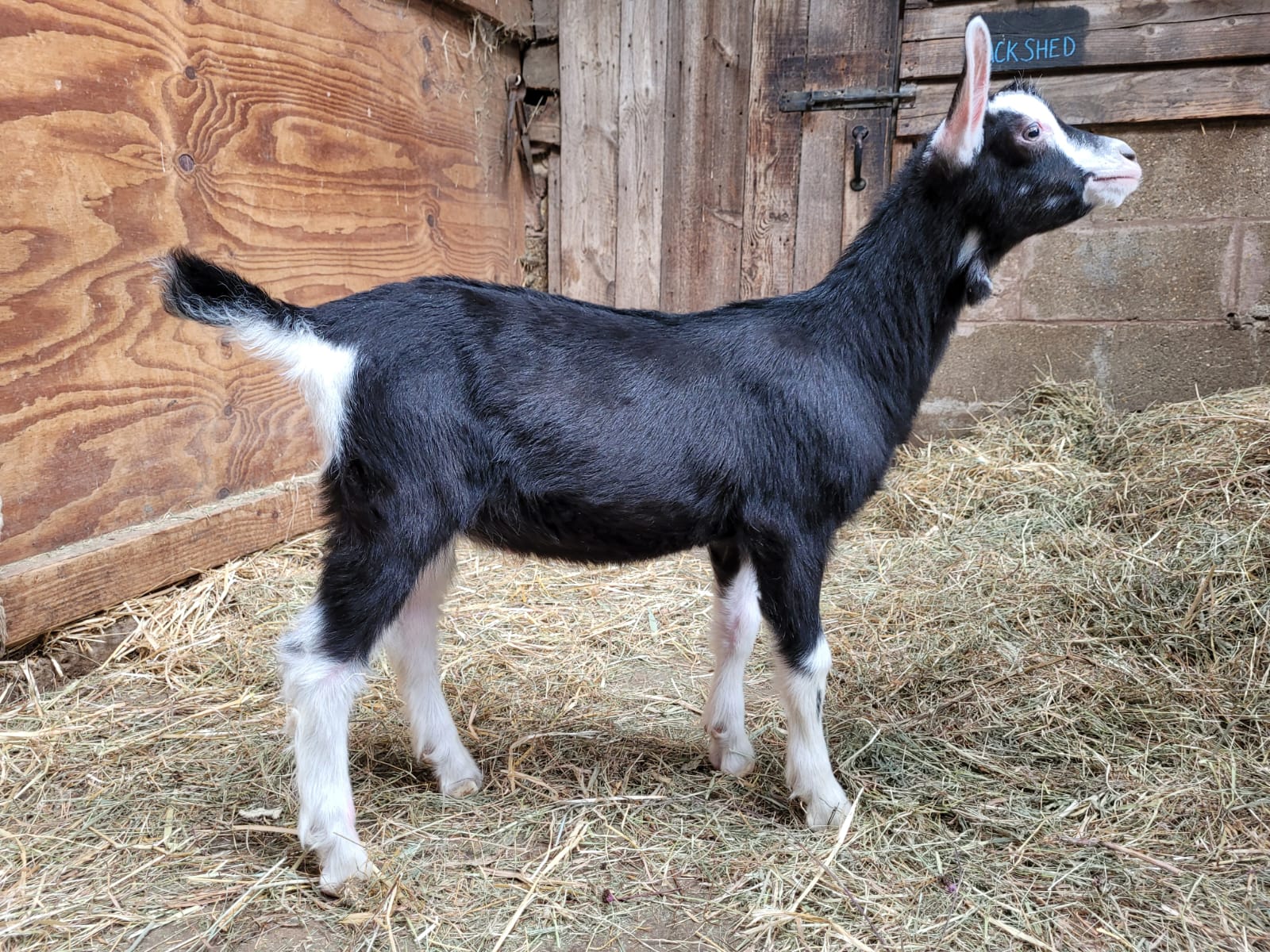 View Goats - British Goat Society