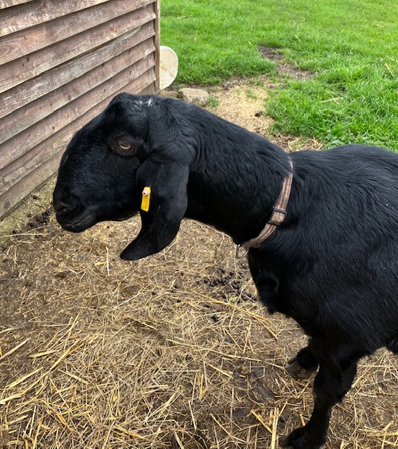 View Goats - British Goat Society