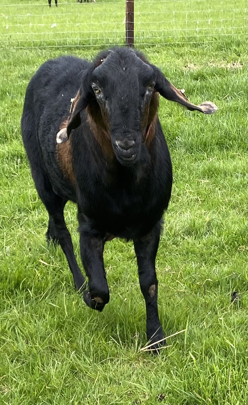 View Goats - British Goat Society