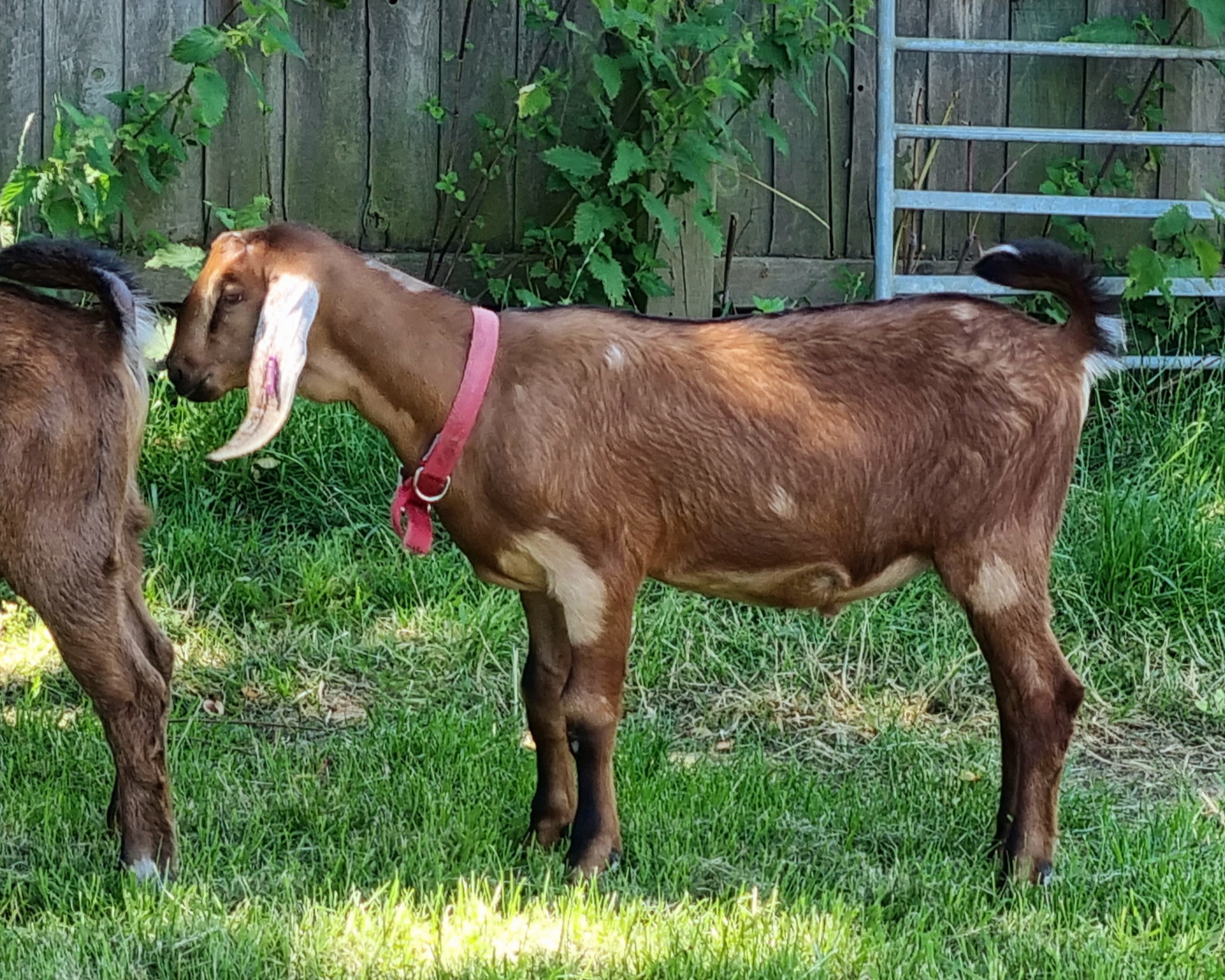 View Goats - British Goat Society
