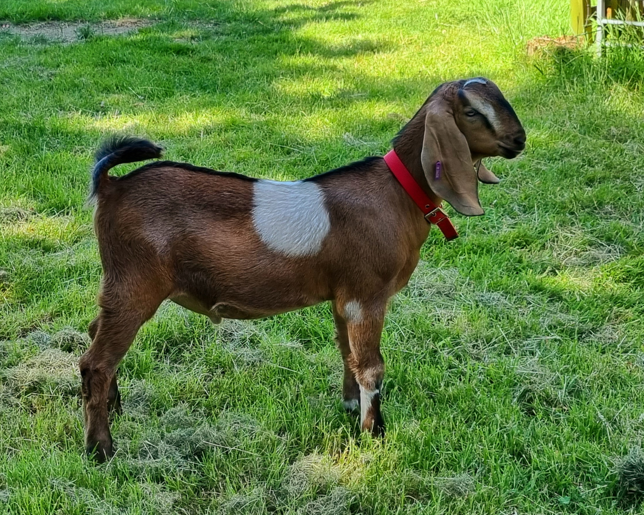 View Goats - British Goat Society