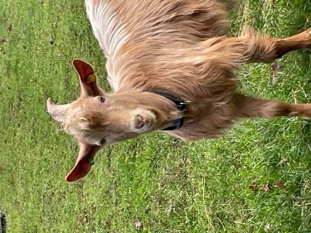View Goats - British Goat Society