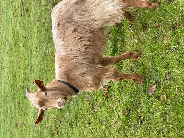 View Goats - British Goat Society