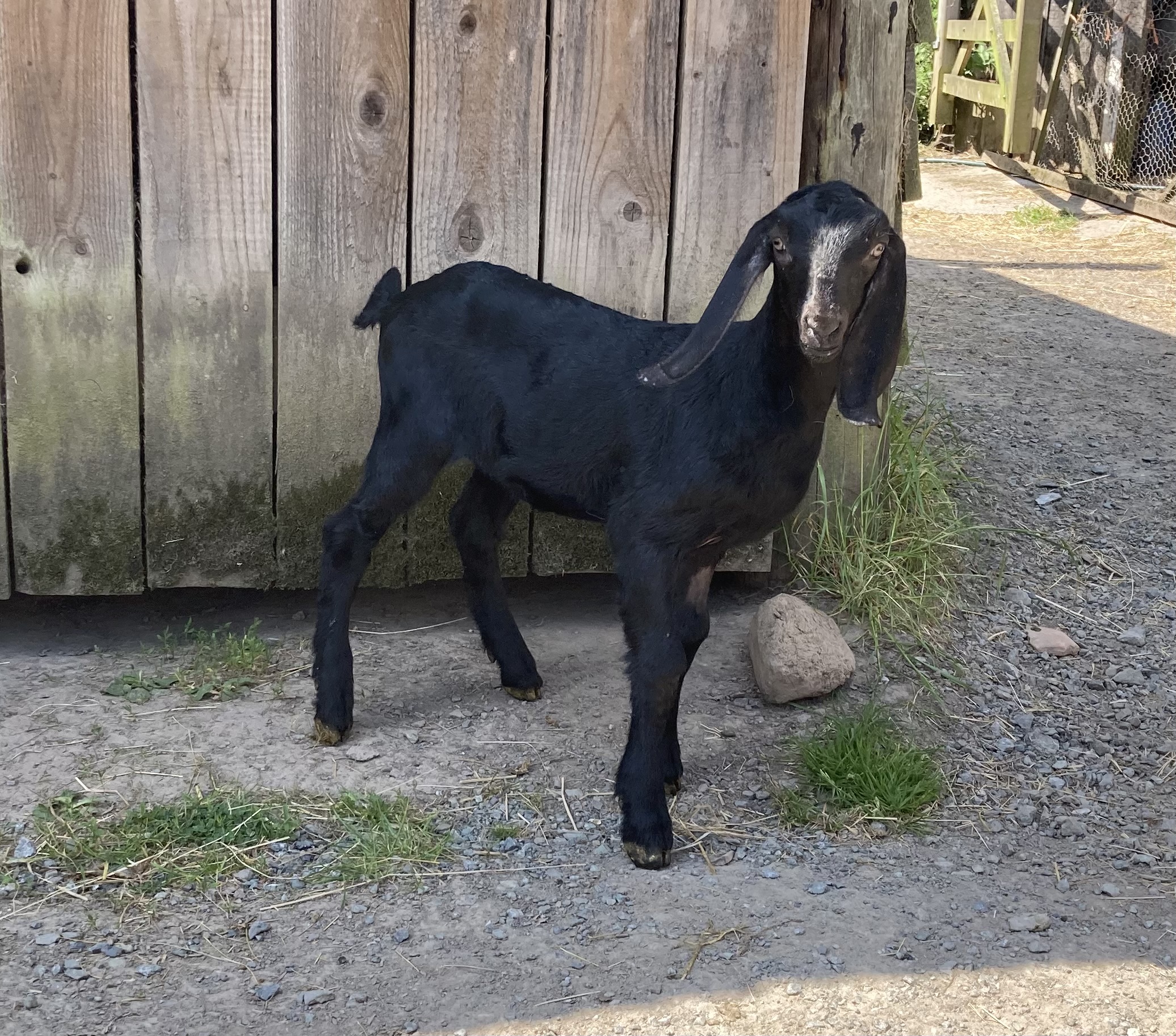 View Goats - British Goat Society