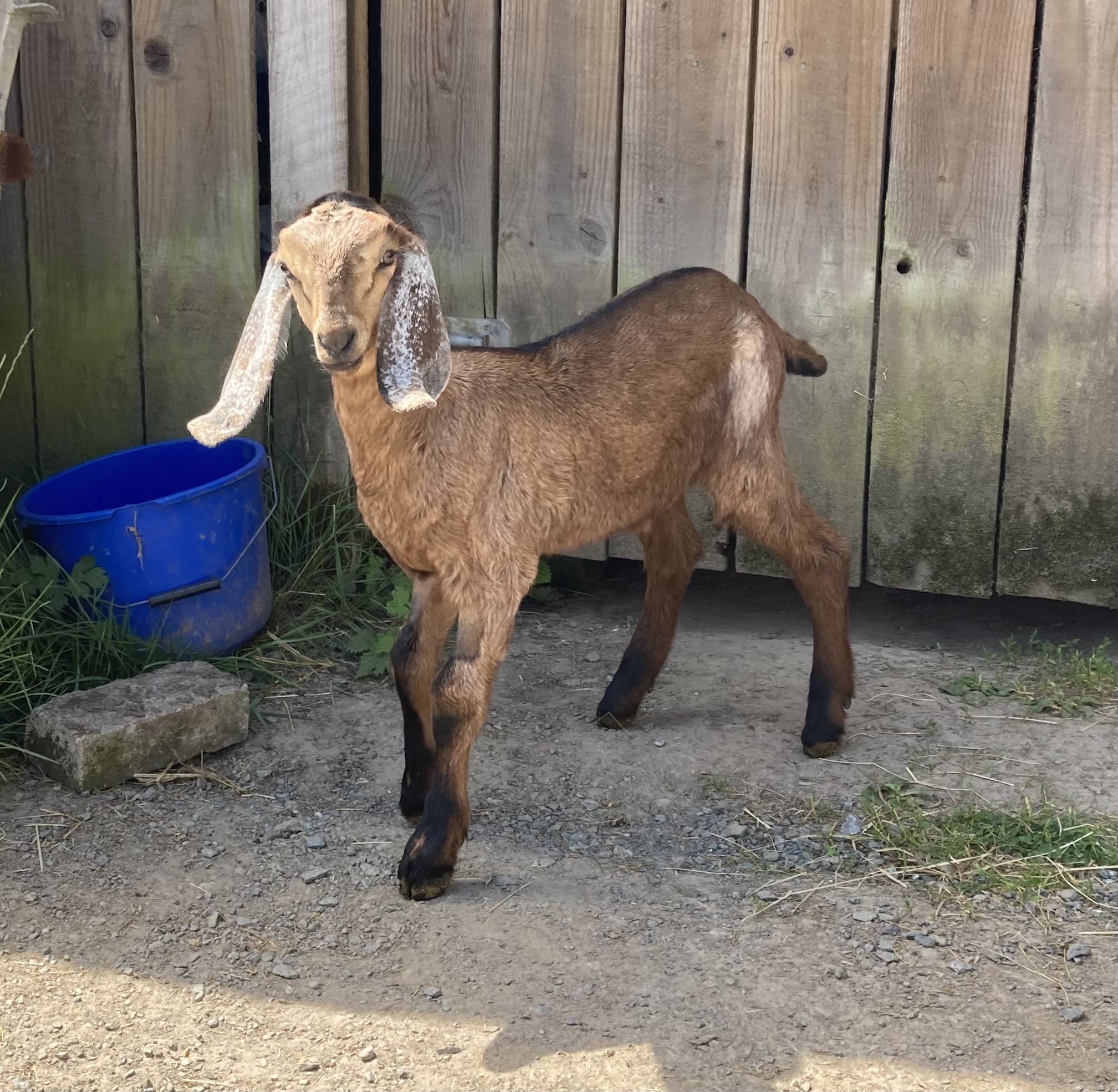 View Goats - British Goat Society