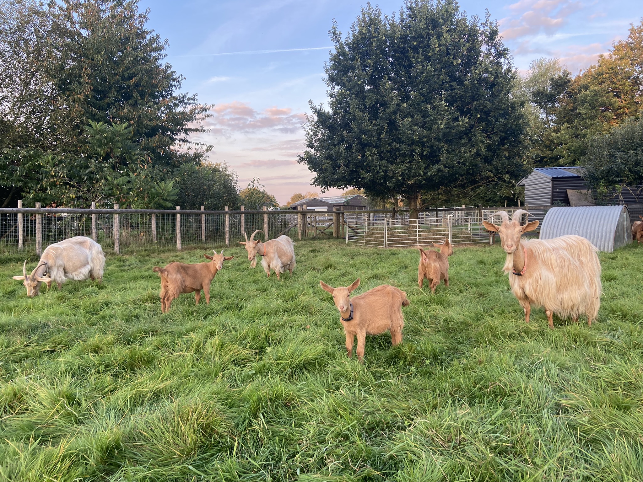 View Goats - British Goat Society