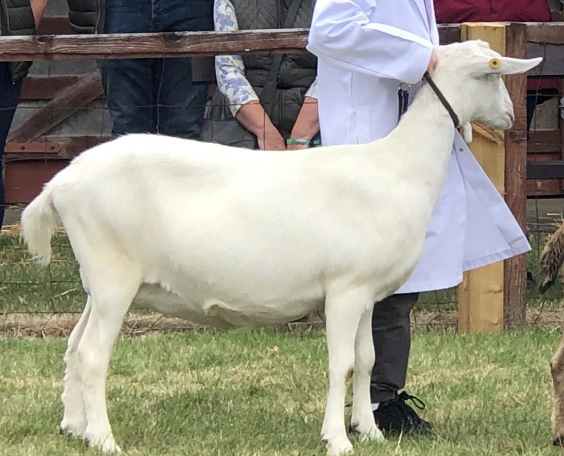 View Goats - British Goat Society