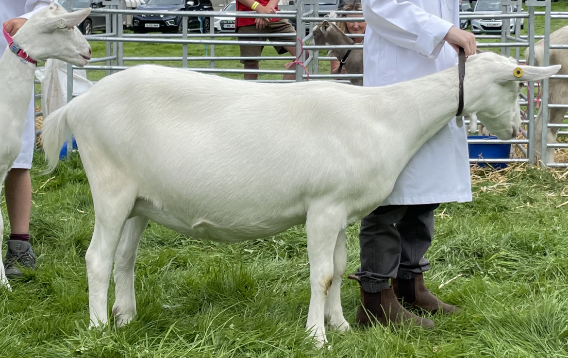 View Goats - British Goat Society