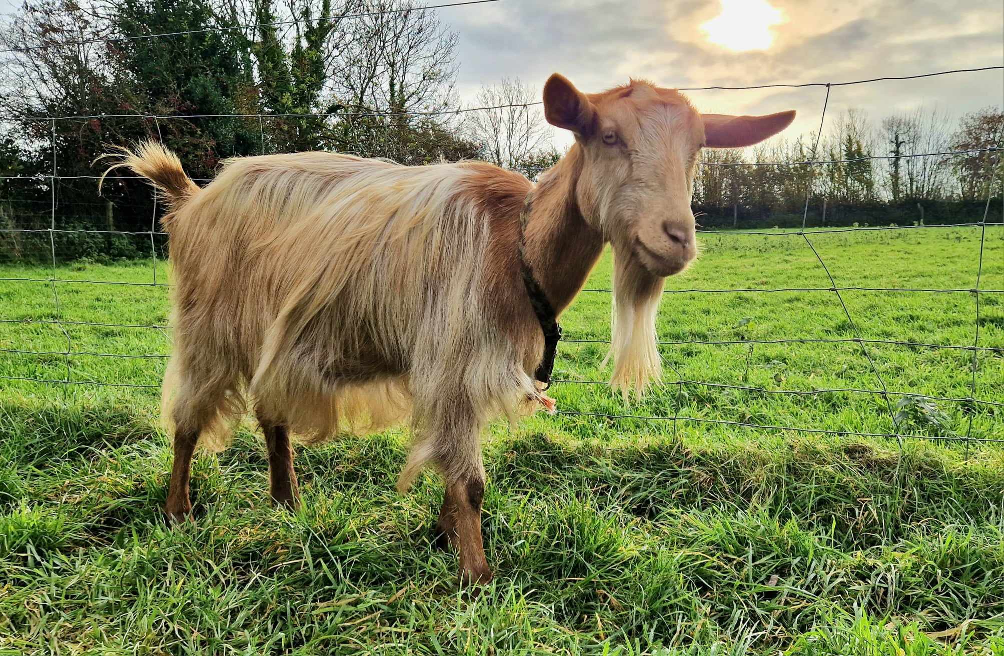 View Goats - British Goat Society