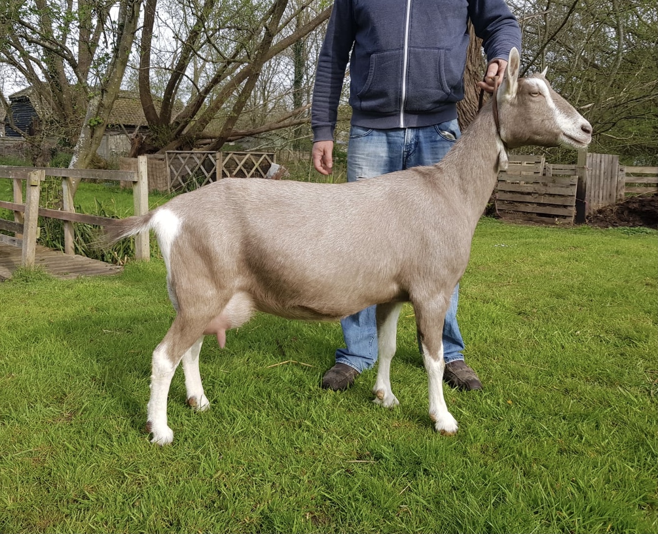 View Goats - British Goat Society