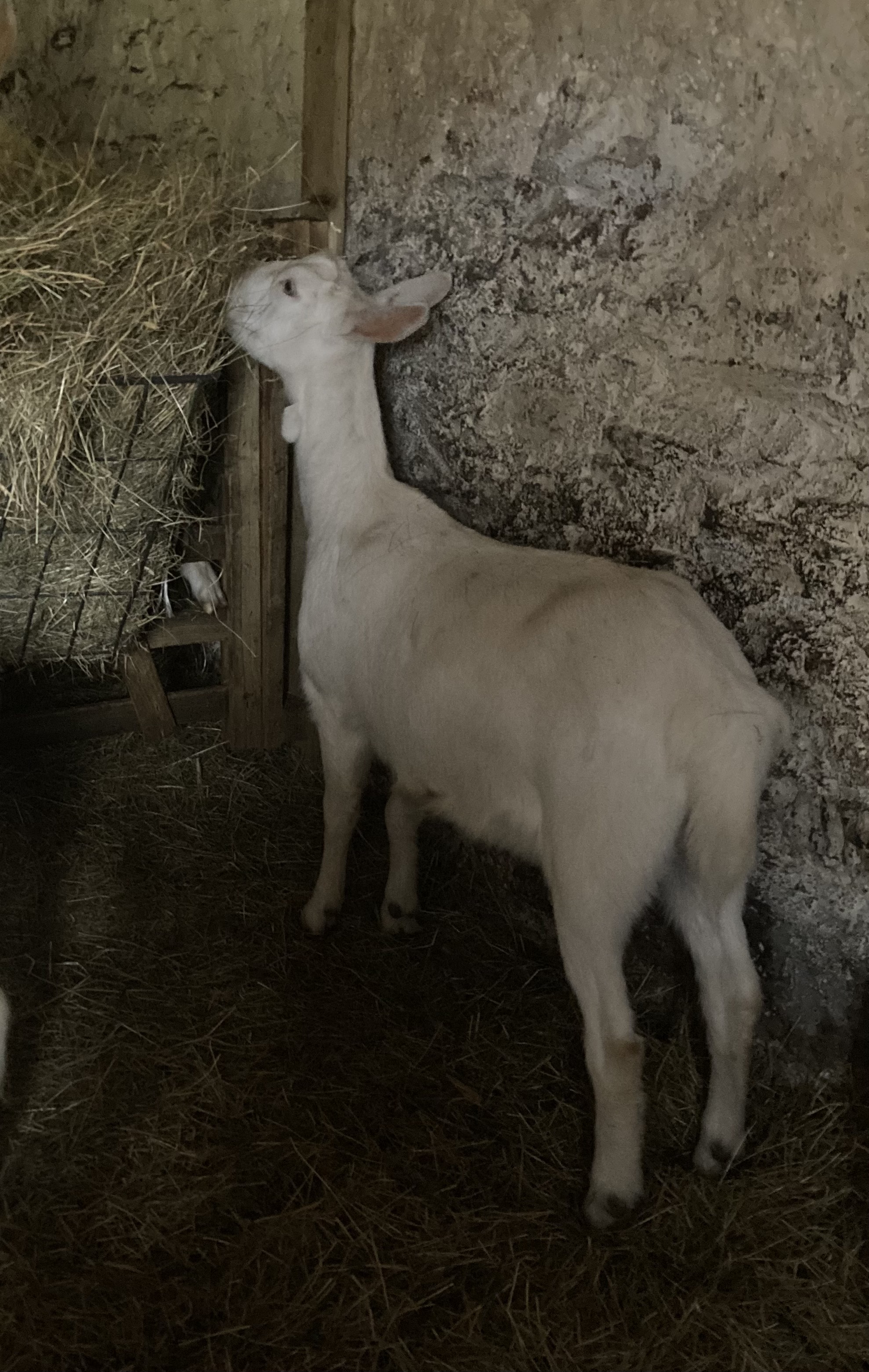 View Goats - British Goat Society