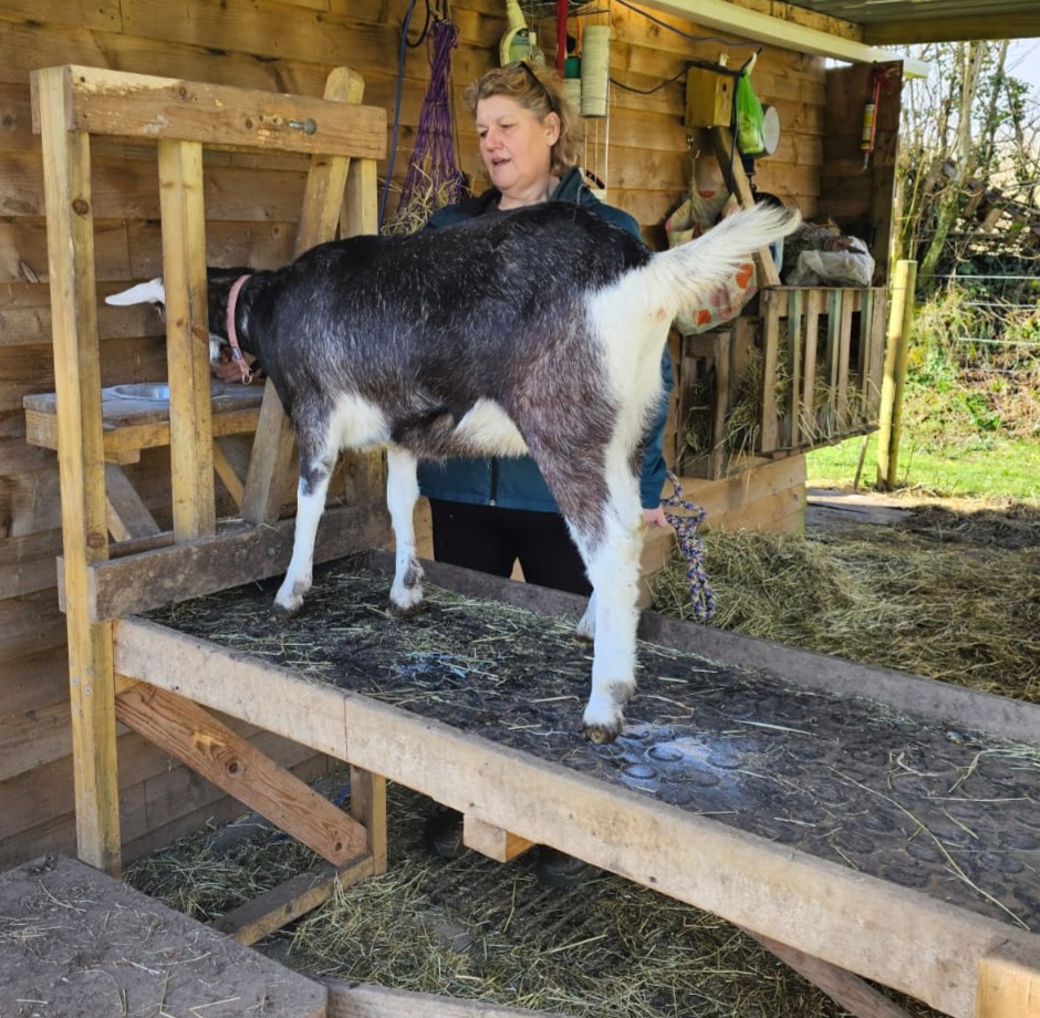 View Goats - British Goat Society