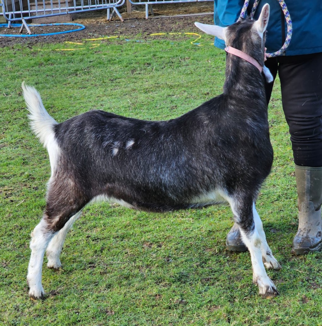View Goats - British Goat Society