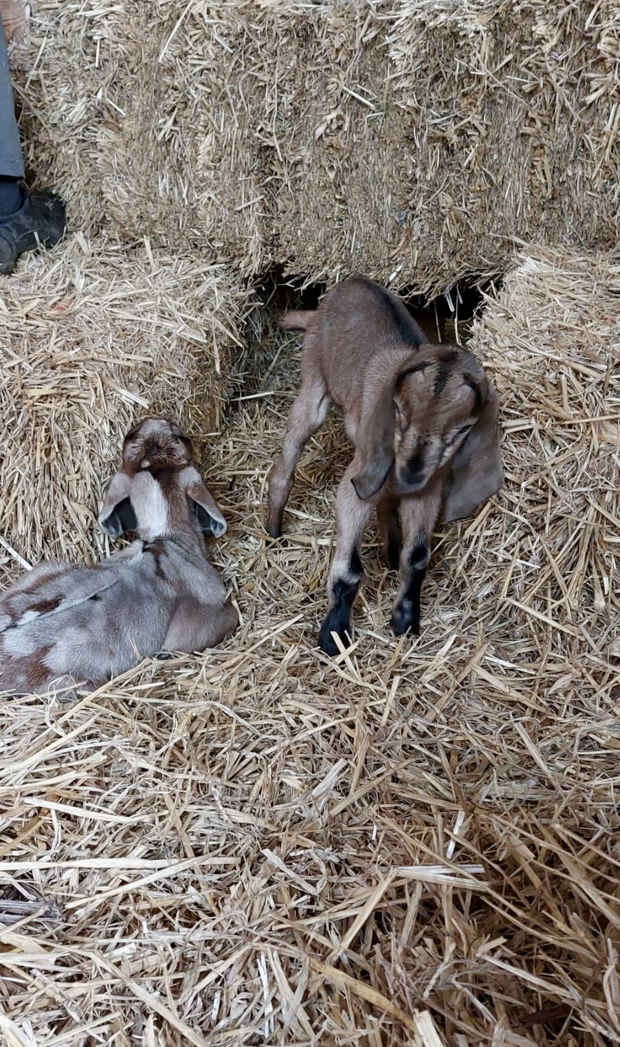 View Goats - British Goat Society