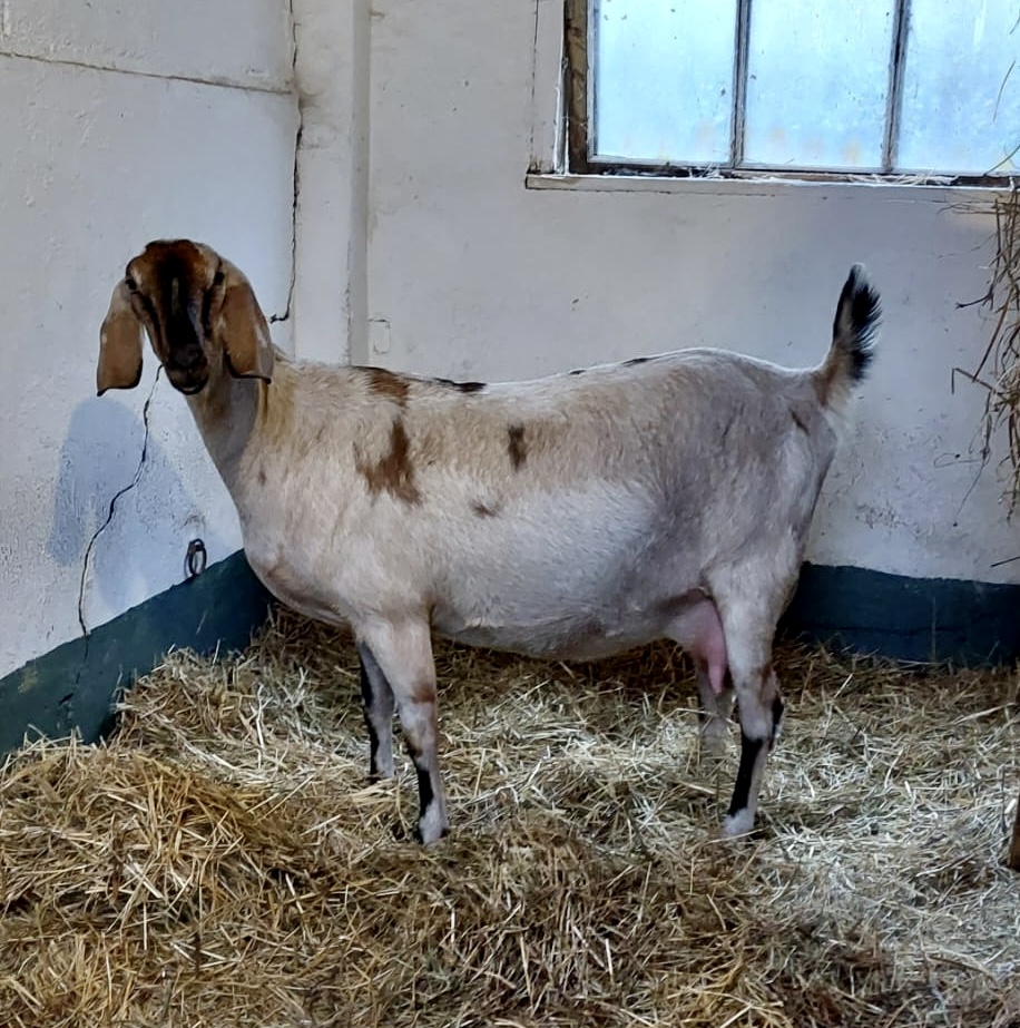 View Goats - British Goat Society