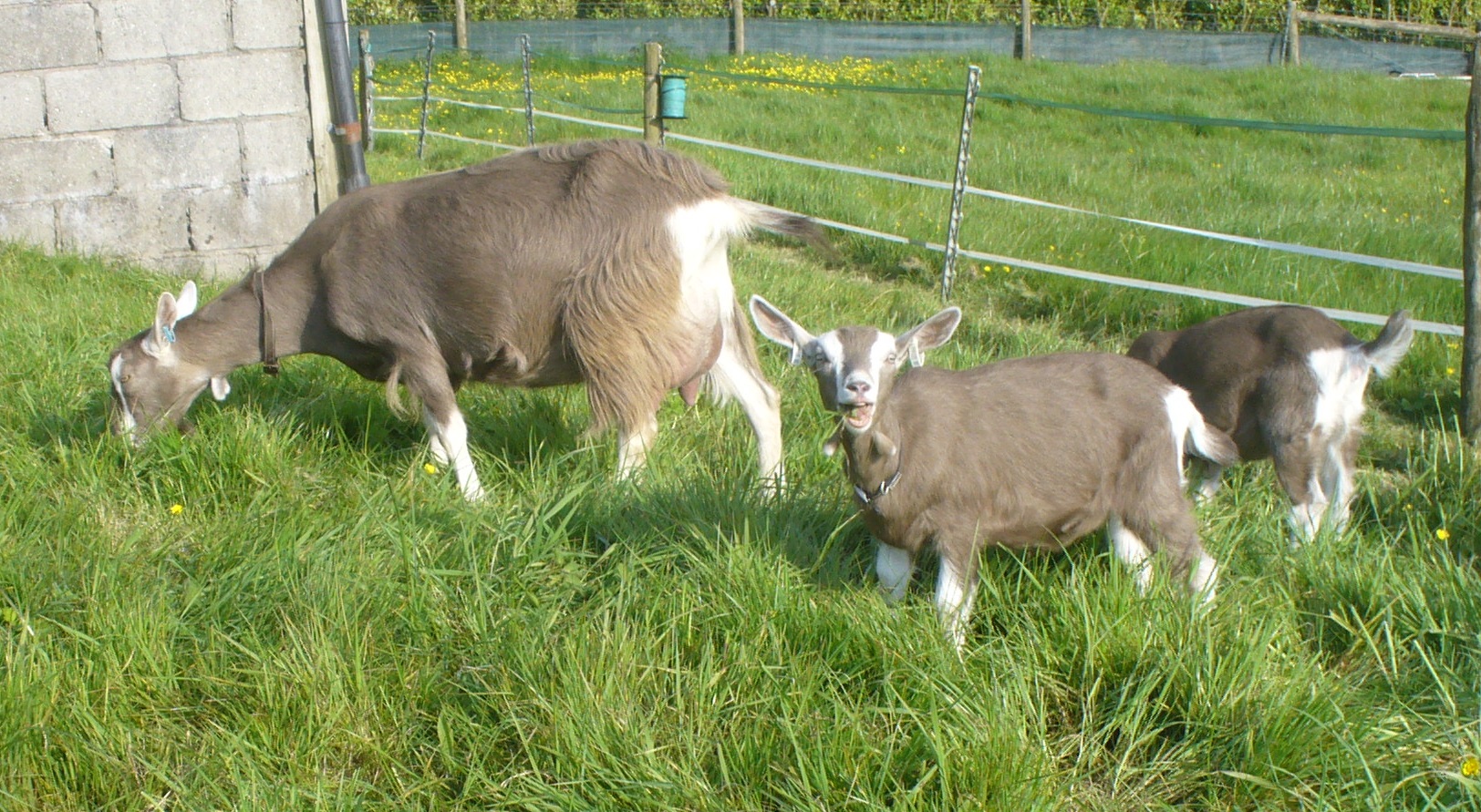 View Goats - British Goat Society