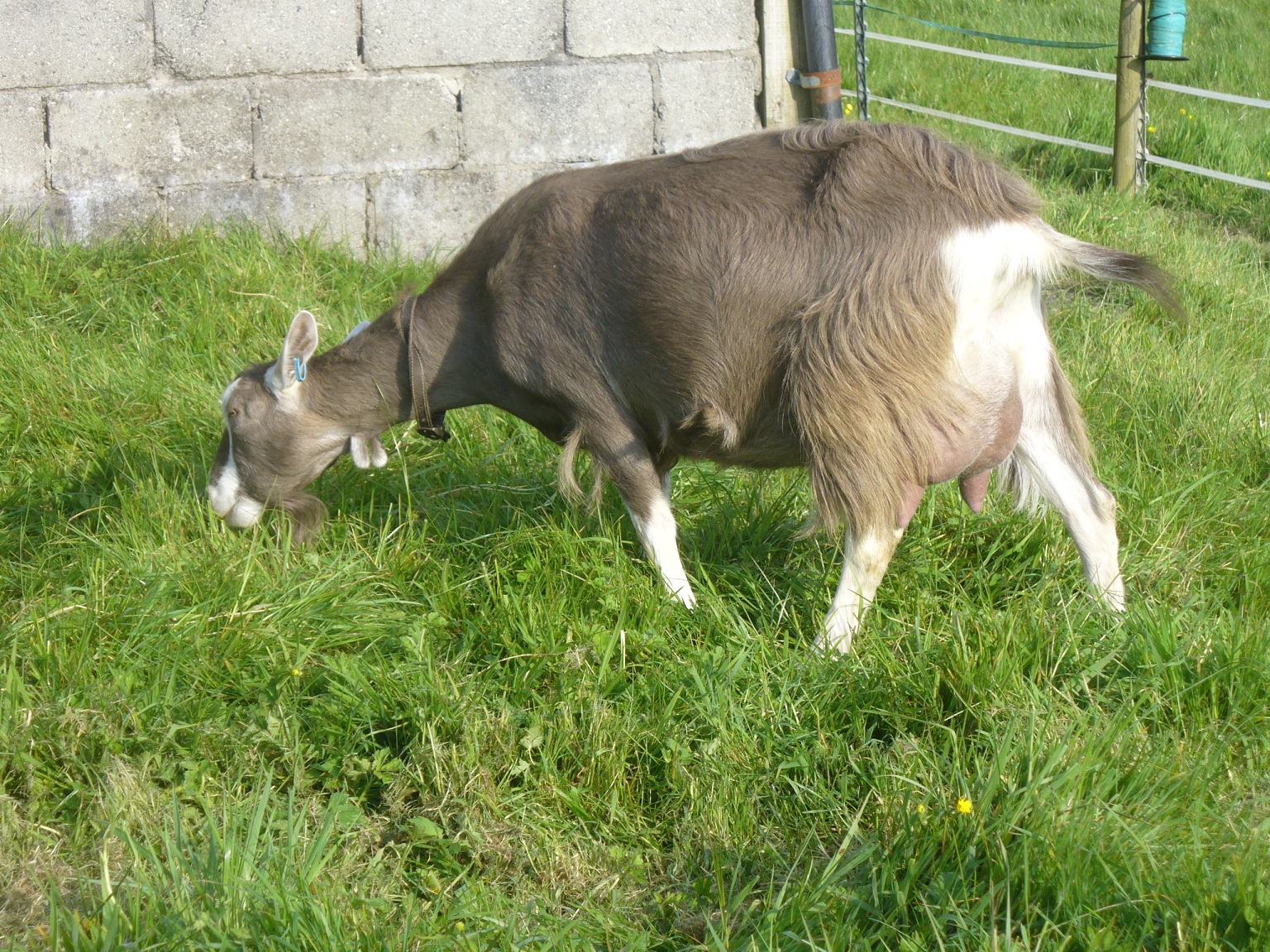 View Goats - British Goat Society