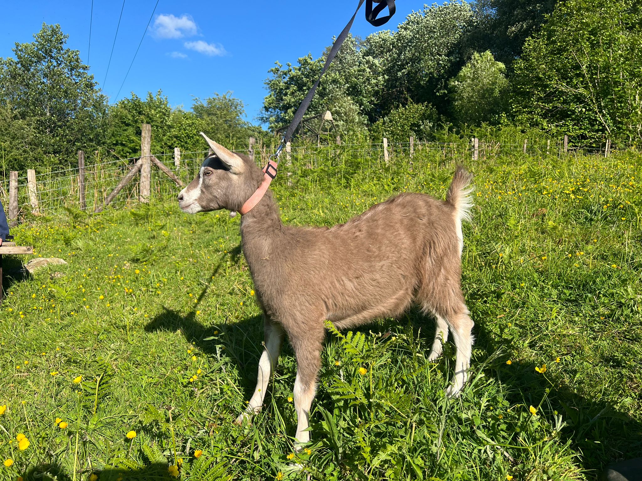 View Goats - British Goat Society