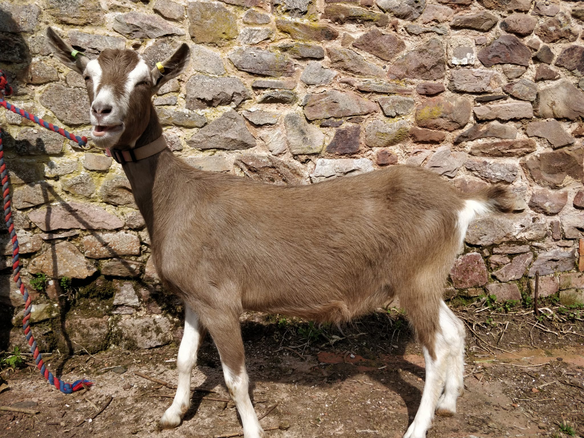 View Goats - British Goat Society