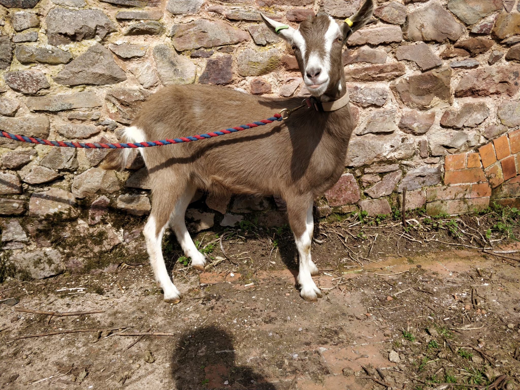 View Goats - British Goat Society