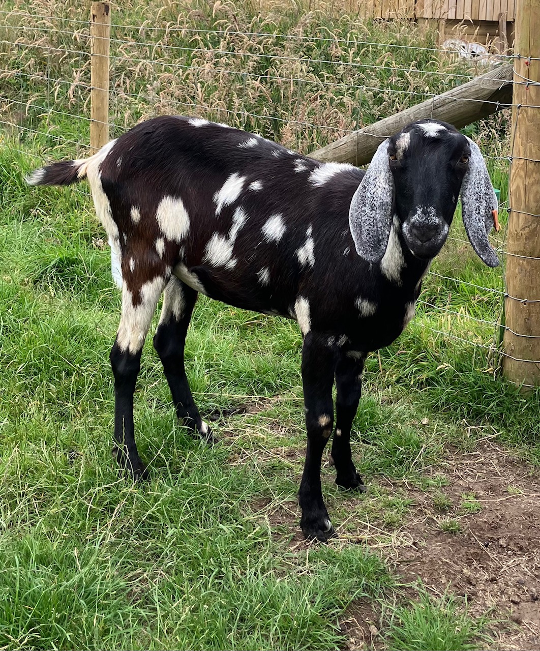View Goats - British Goat Society
