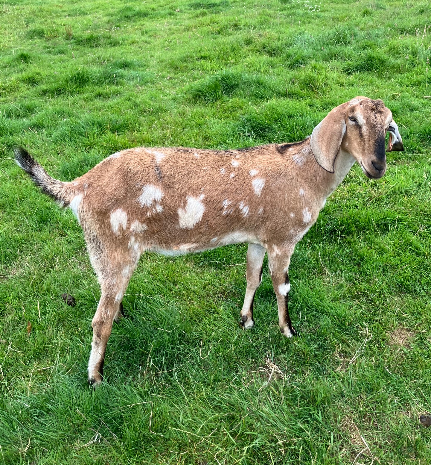 View Goats - British Goat Society